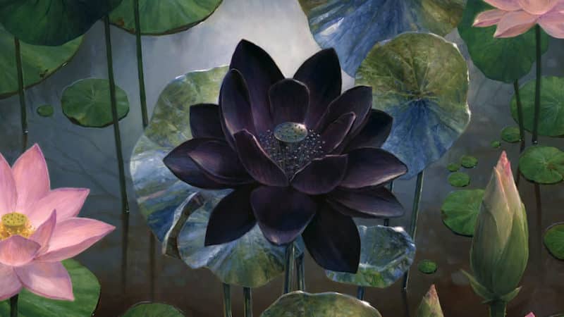 Wizards Are Giving Away Black Lotus Reprints!?